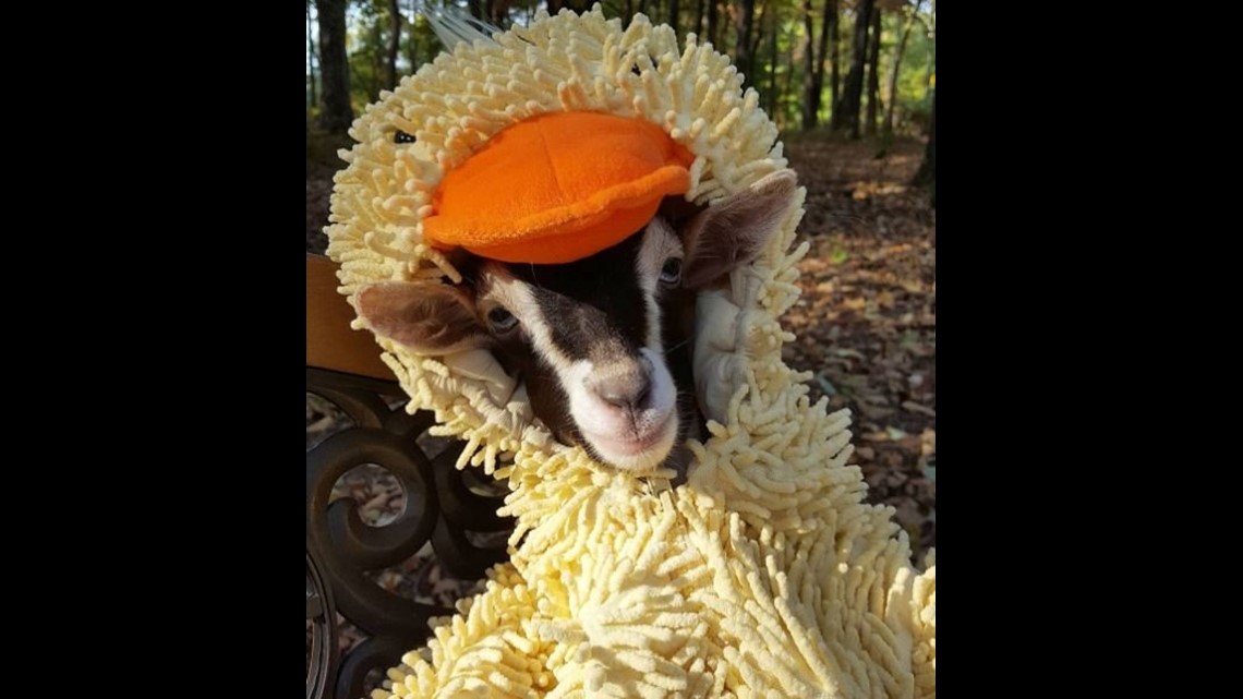 Goat wears costumes to fight anxiety – and the internet loves it | wqad.com