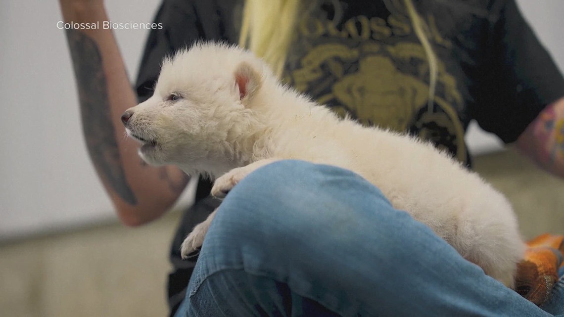 Scientists say they have genetically engineered dire wolf pups, an ...