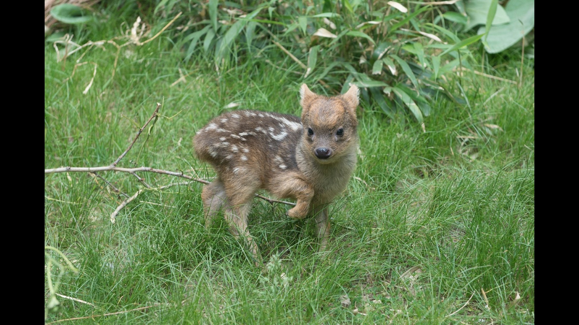 World’s tiniest deer gives birth, and the baby is adorable | wqad.com