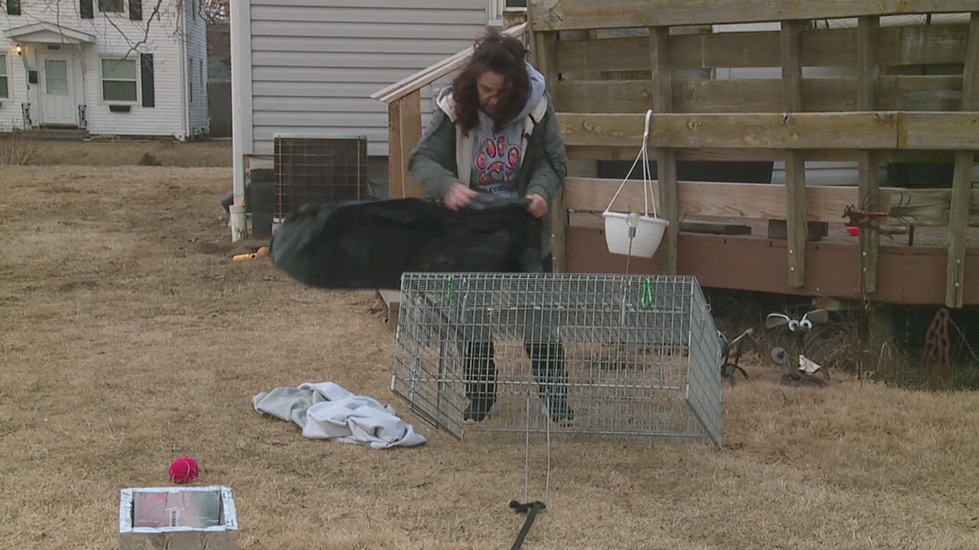 Pay It Forward | Giving lost and stray pets a chance for a loving home ...