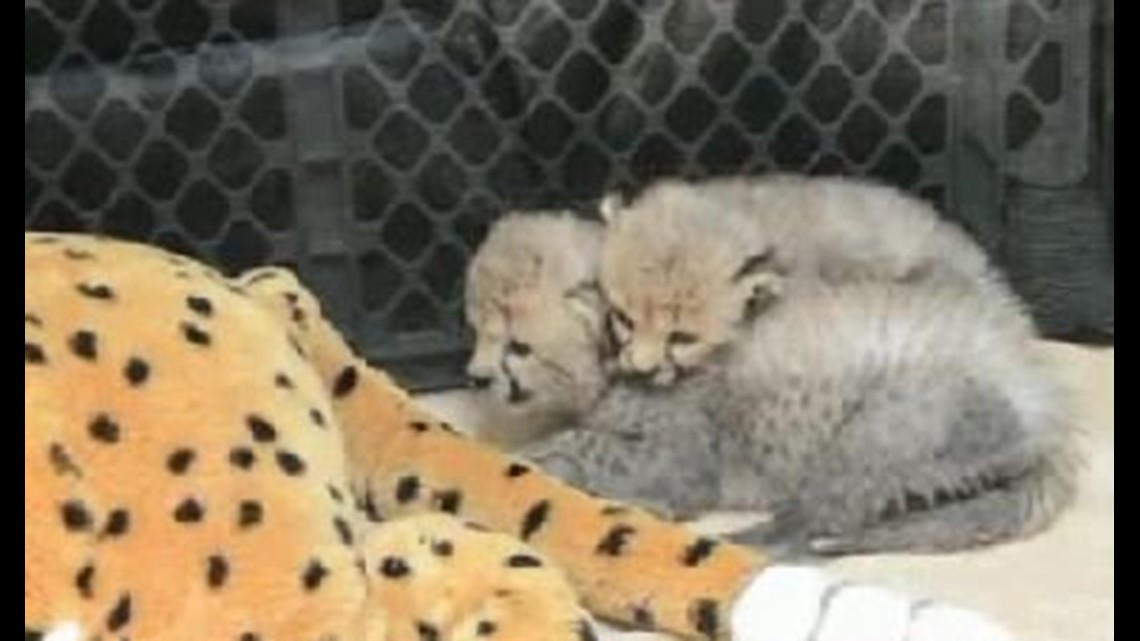 Dallas Zoo brings in pet puppy to calm down cheetahs | wqad.com