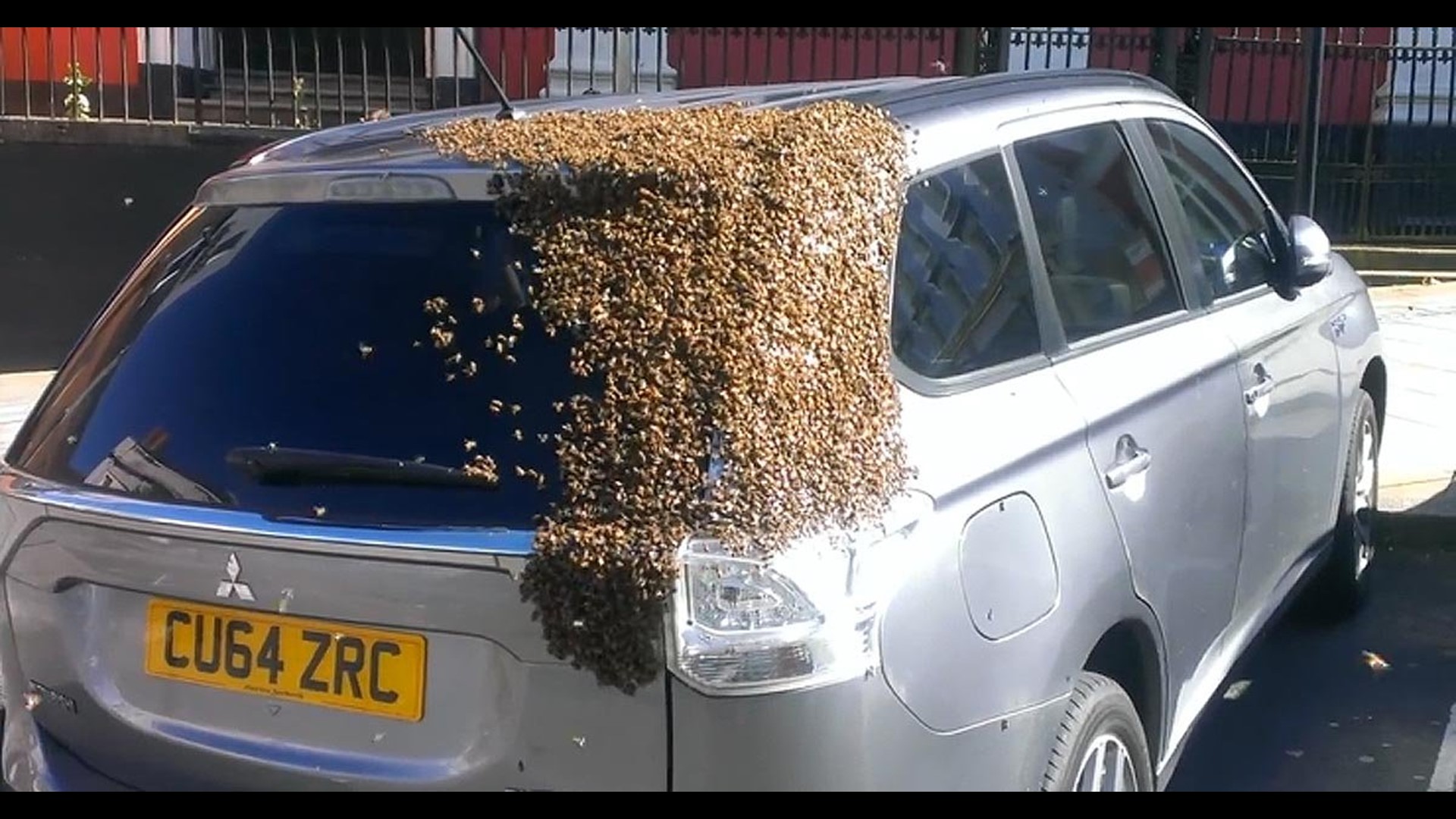 Bees chase car for two days to rescue their queen | wqad.com