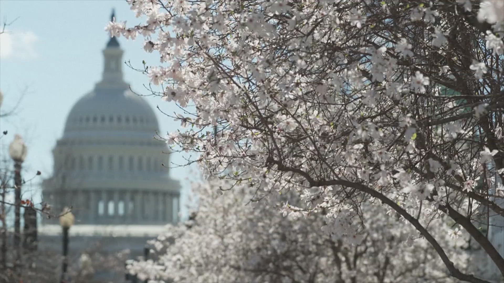 Early blooming cherry trees offer a peek into global climate change ...