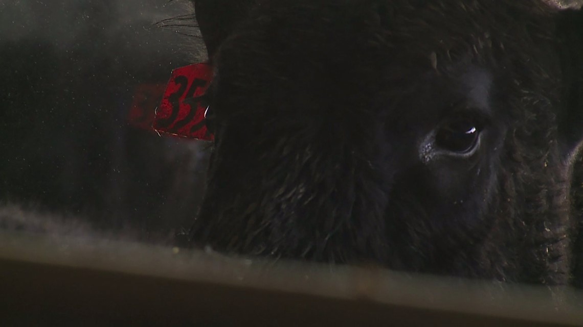 What livestock farmers have to do to prepare animals for extreme cold ...