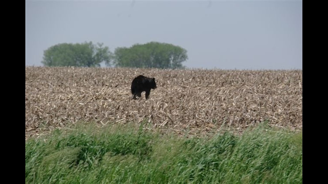 Photos: Third bear sighting reported in northeast Iowa | wqad.com