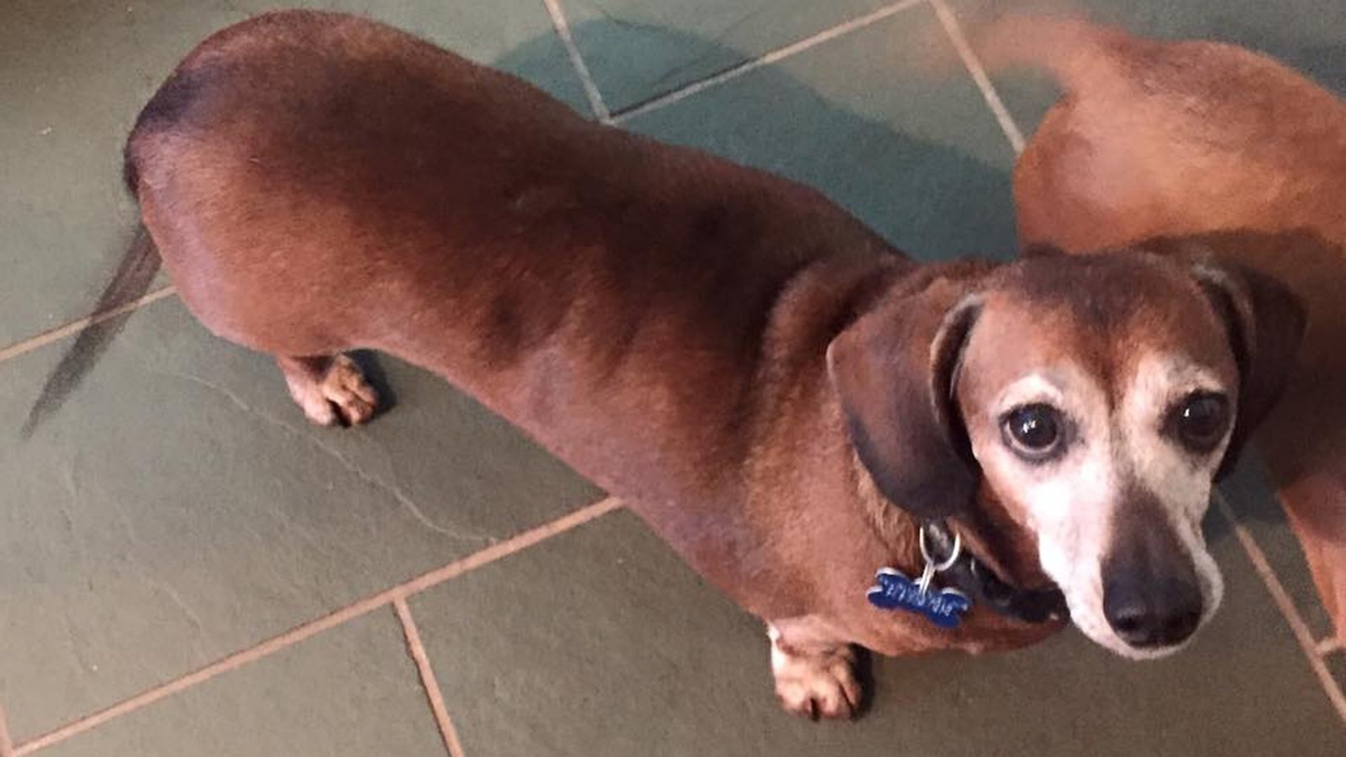 Obese rescue dog ‘Fat Vincent’ makes stunning transformation in quest ...