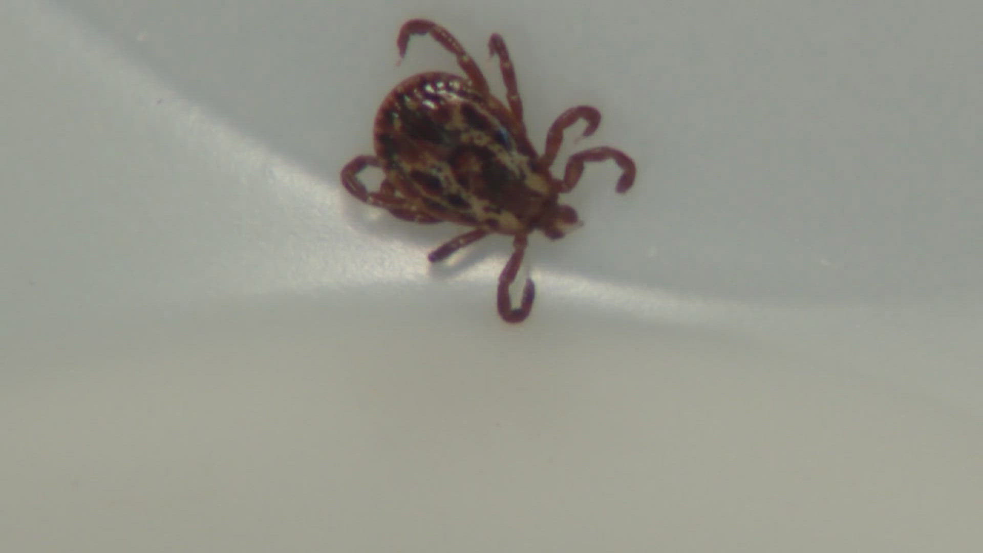 Ticks named 2025 Pest of the Year as ER visits surge | weareiowa.com