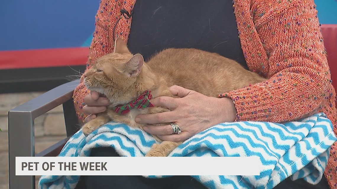 Willie the orange cat is such a sweet boy with a big personality | wqad.com