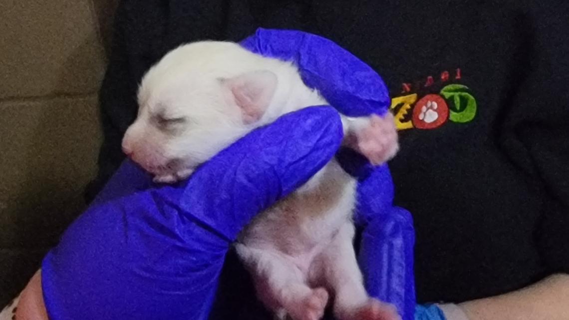 Meet the newest Fennec fox kits at the Niabi Zoo | wqad.com