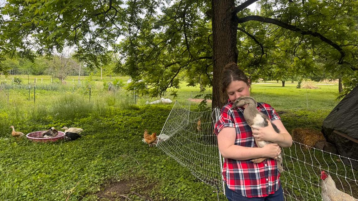 Illinois ‘chicken bill’ aims to boost small poultry farms, expand ...