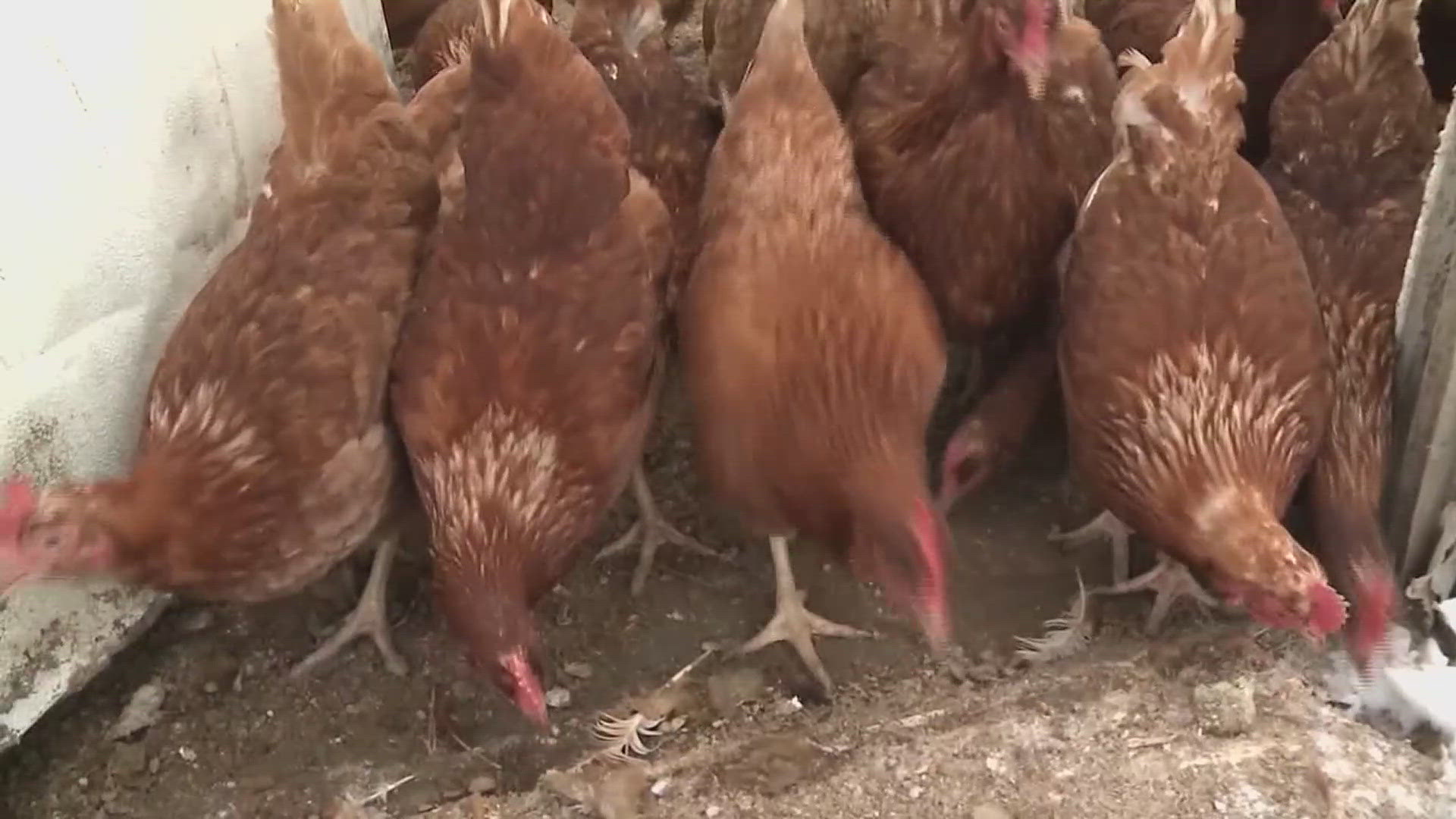 Iowa Bird Rehabilitation provides safety tips in face of bird flu ...