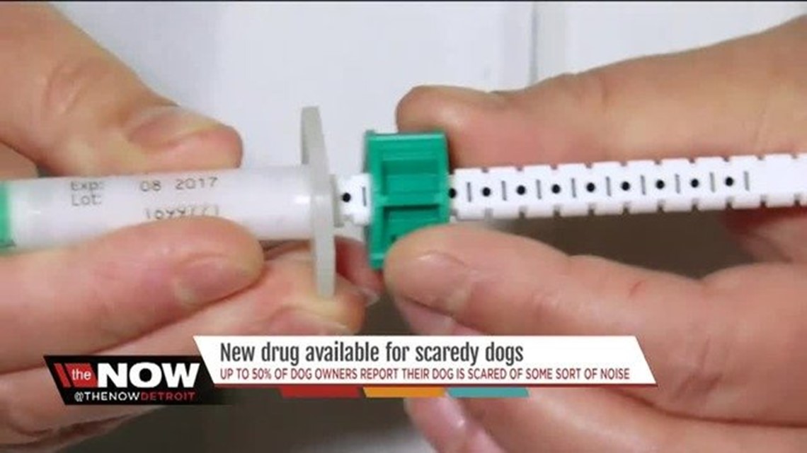 FDA approves drug for dog anxiety issues | wqad.com