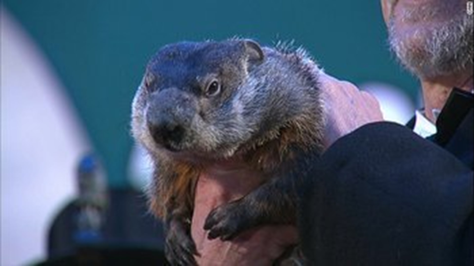 Weather groundhog Phil ‘indicted,’ accused of lying as winter continues ...