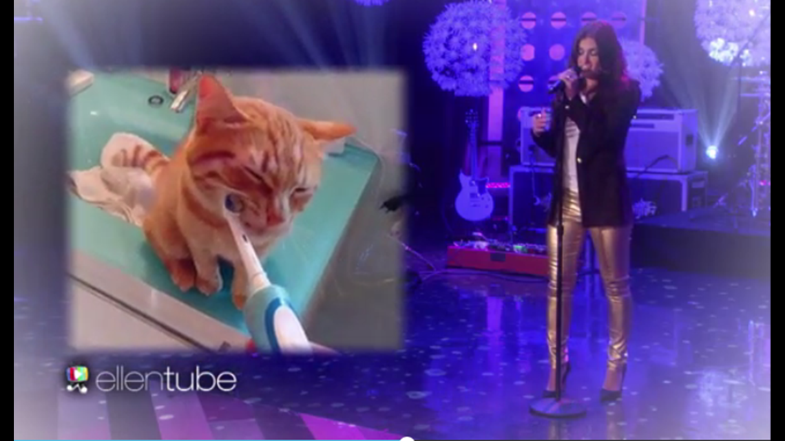 Feline Friday: celebrating cats with Ellen | wqad.com