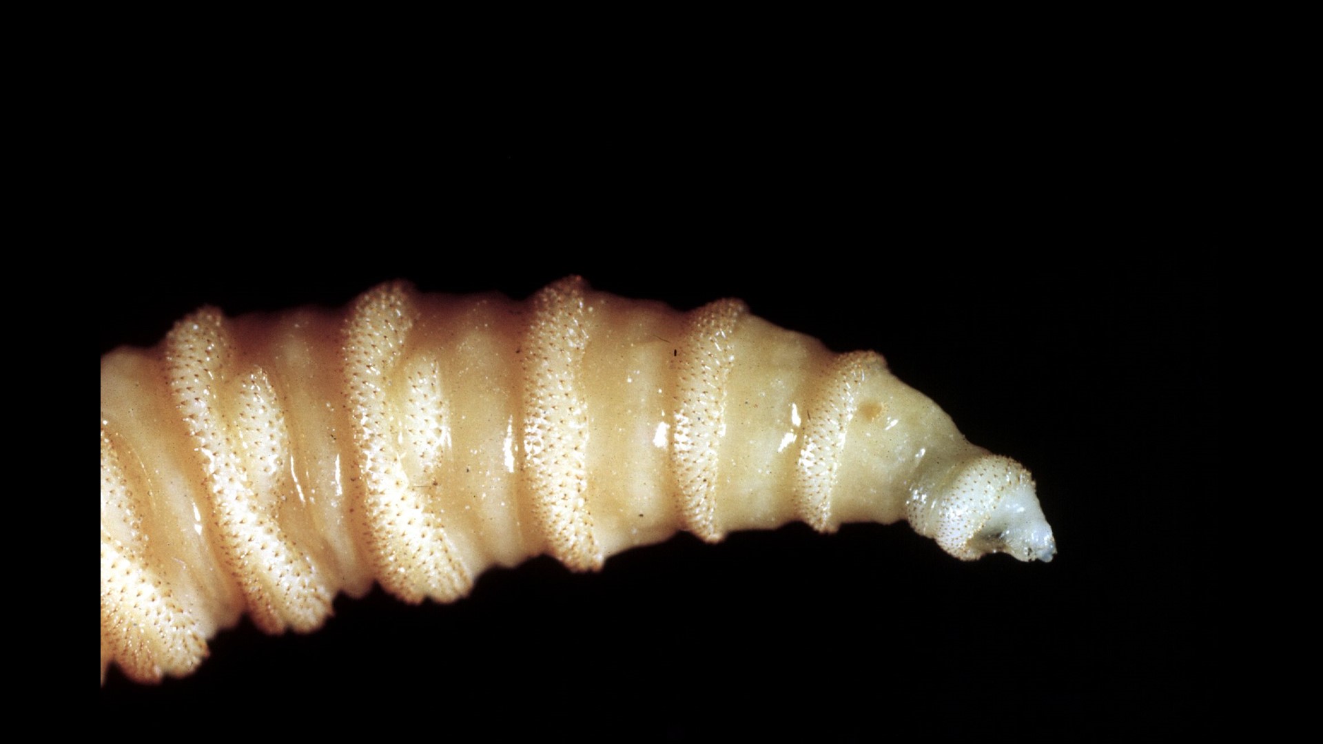 A flesh-eating parasite has returned to Florida | wqad.com