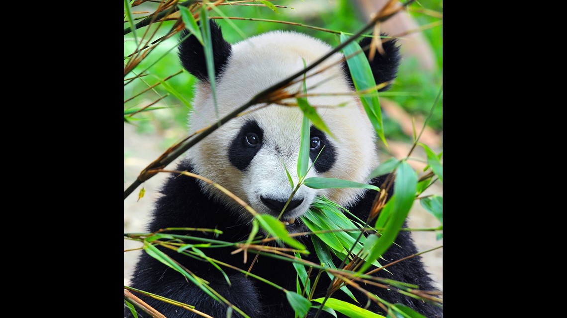 National Zoo hosts sweet birthday bash for panda cub Bei Bei | wqad.com