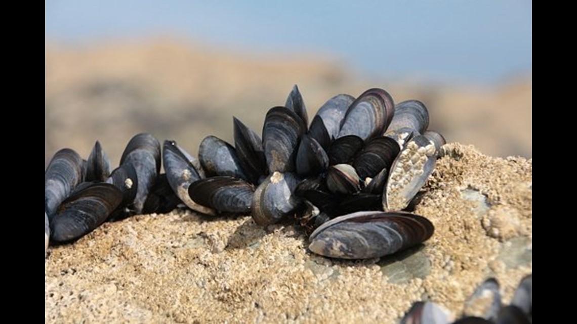 First phase of mussel relocation for new bridge complete | wqad.com