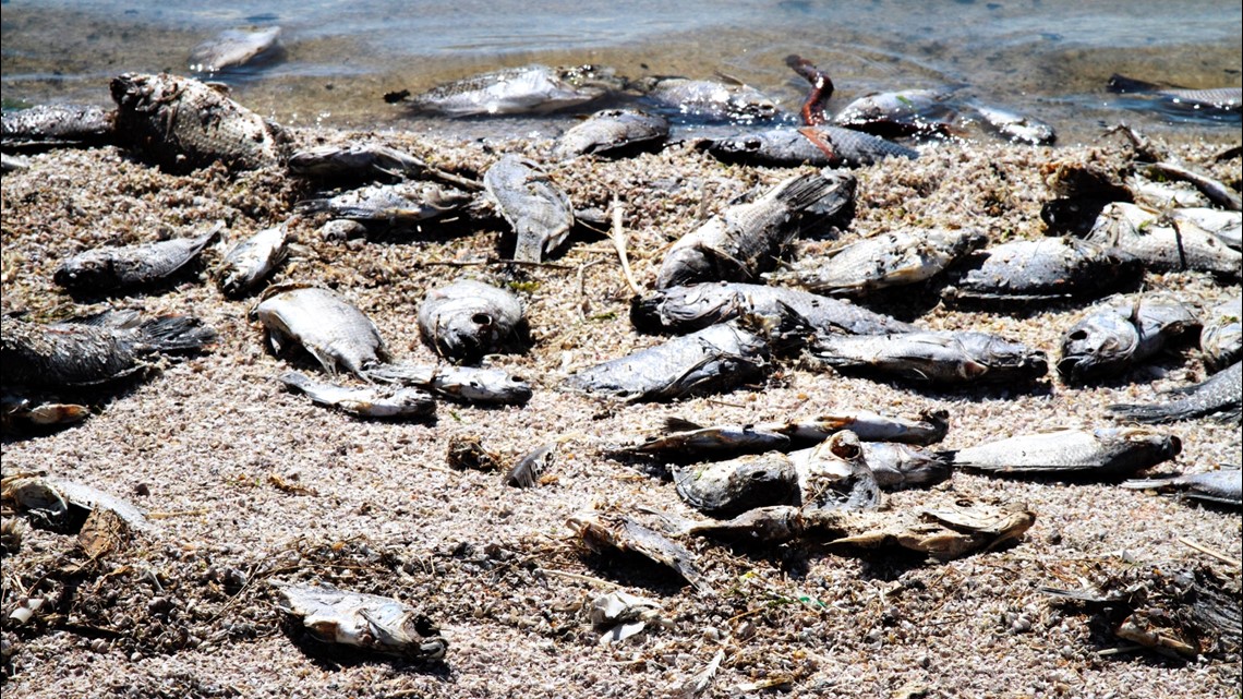 Fertilizer spill in western Iowa kills thousands of fish | wqad.com
