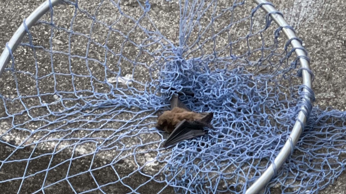 Aledo residents speak out about major bat problem | wqad.com