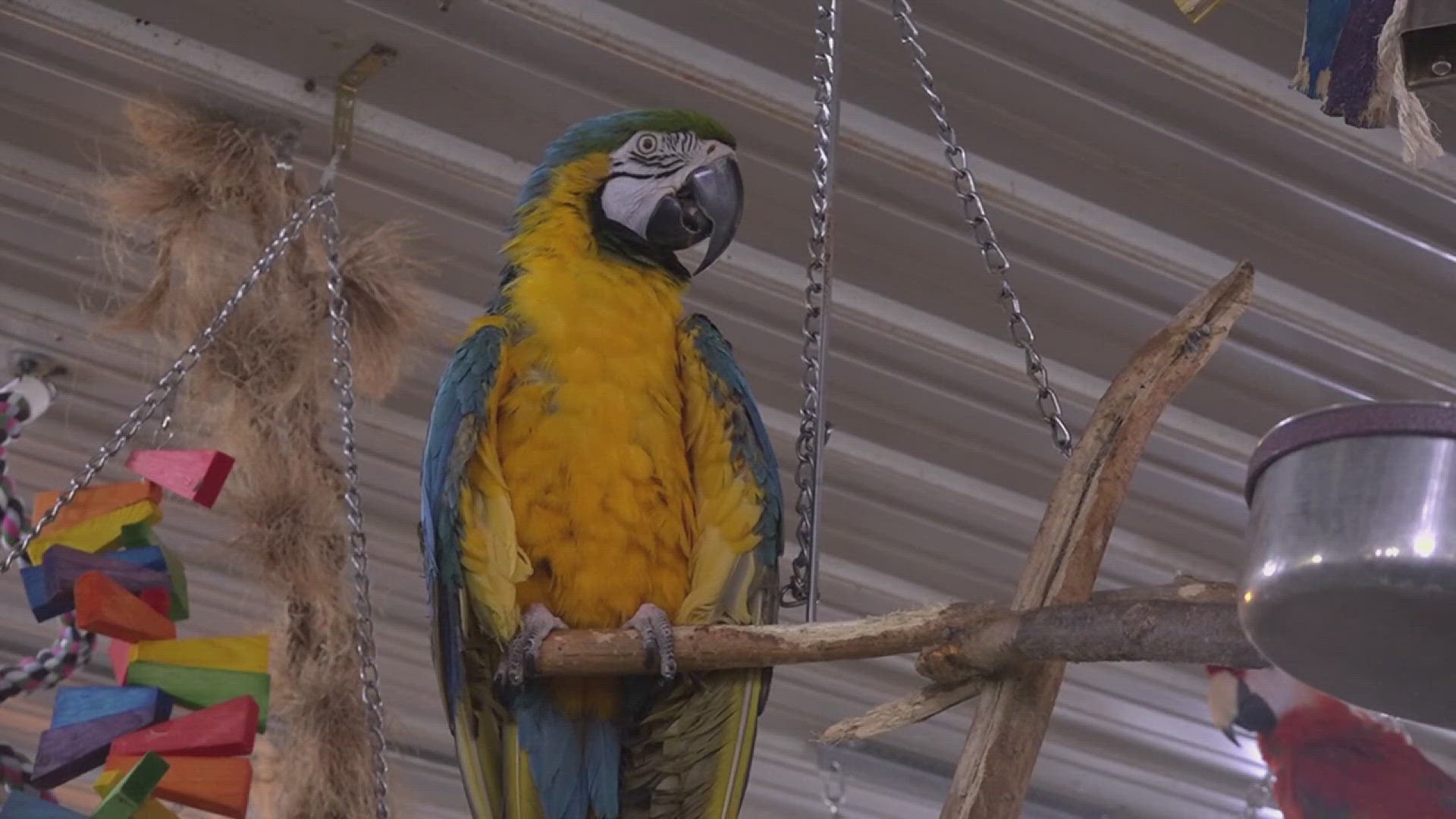 Iowa Parrot Rescue low on funding | wqad.com