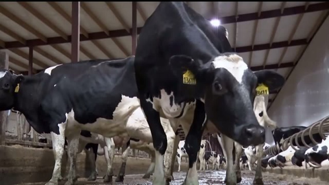 Wisconsin farmer may have coolest cows in the country | wqad.com