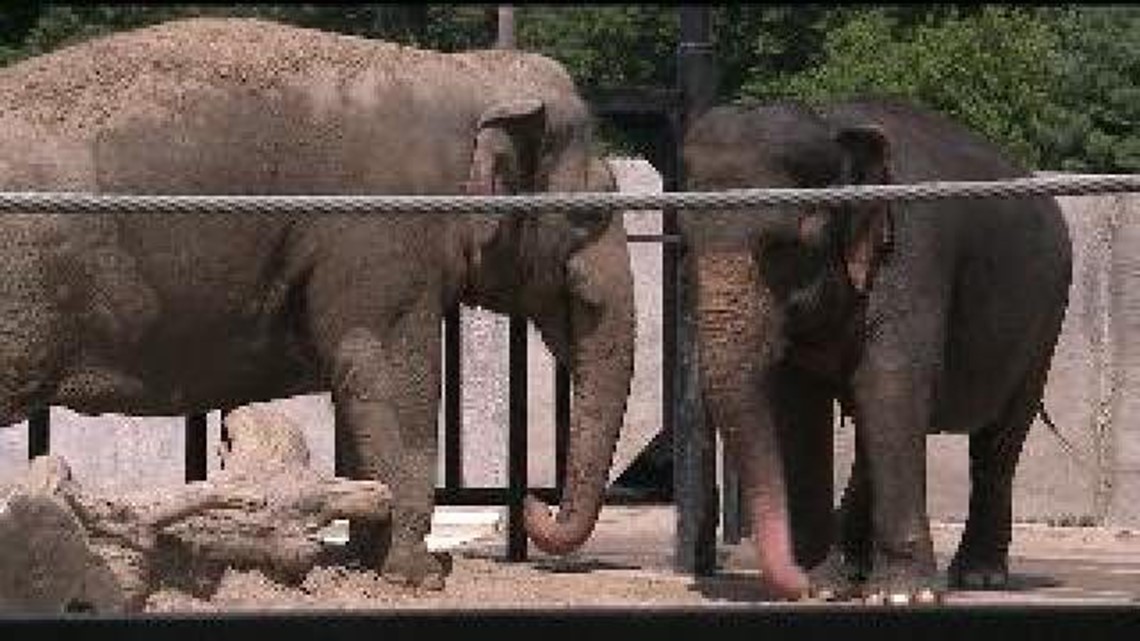 Niabi Zoo’s elephants move to Arkansas | wqad.com