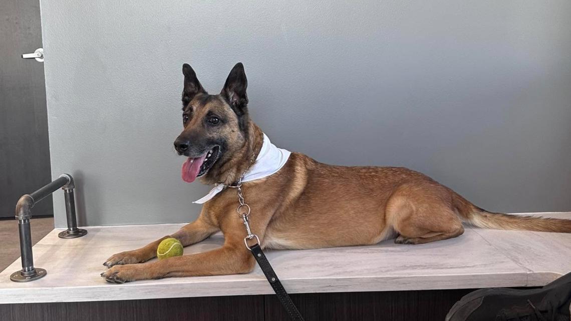 Colona Police Department K9 officer diagnosed with cancer | wqad.com