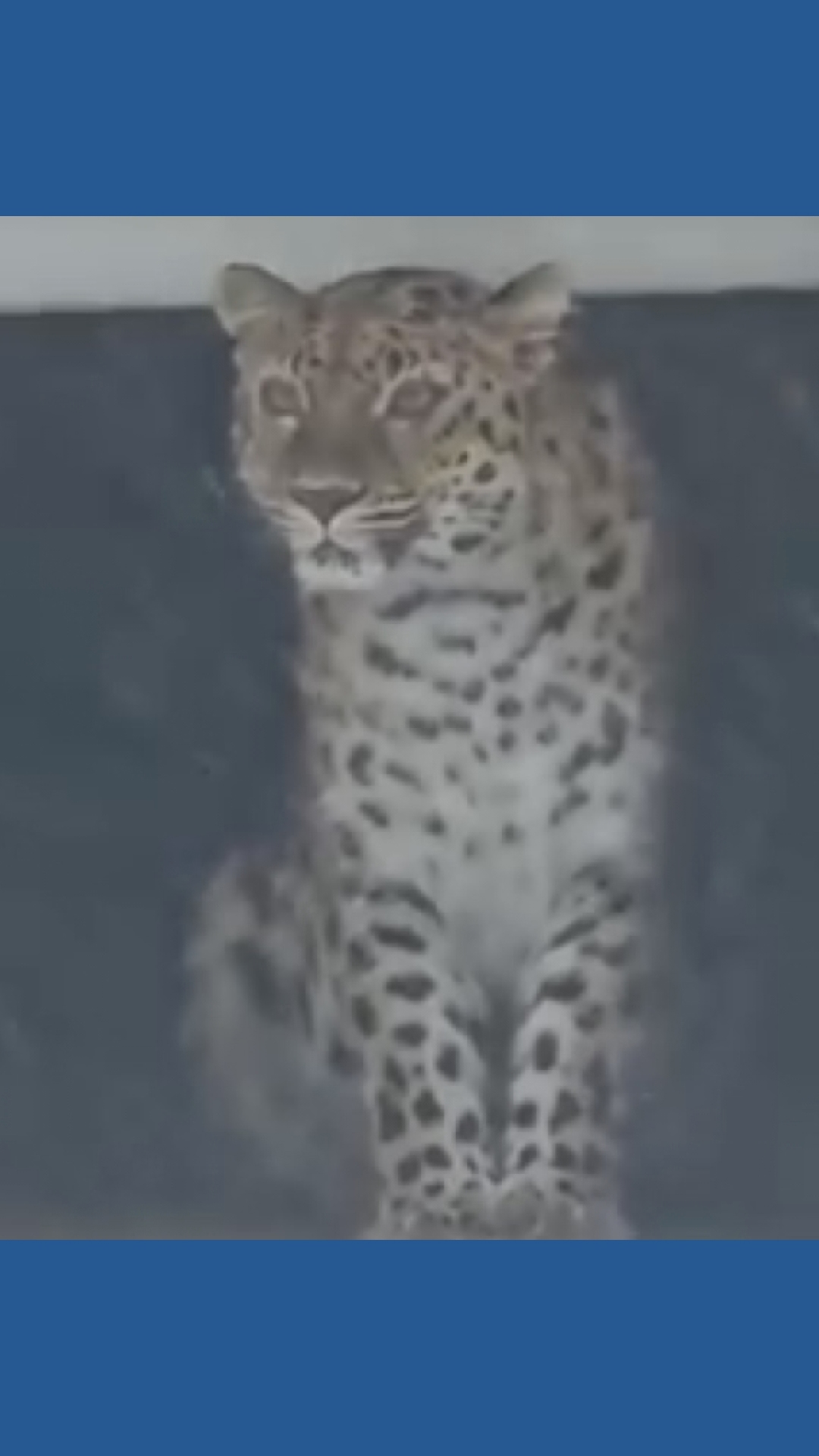 Bella the Amur leopard at Niabi Zoo isn’t a fan of the snow | wqad.com