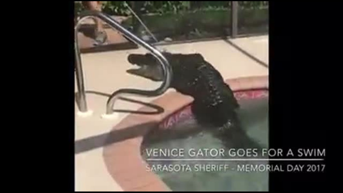 Florida family finds large alligator in swimming pool | wqad.com