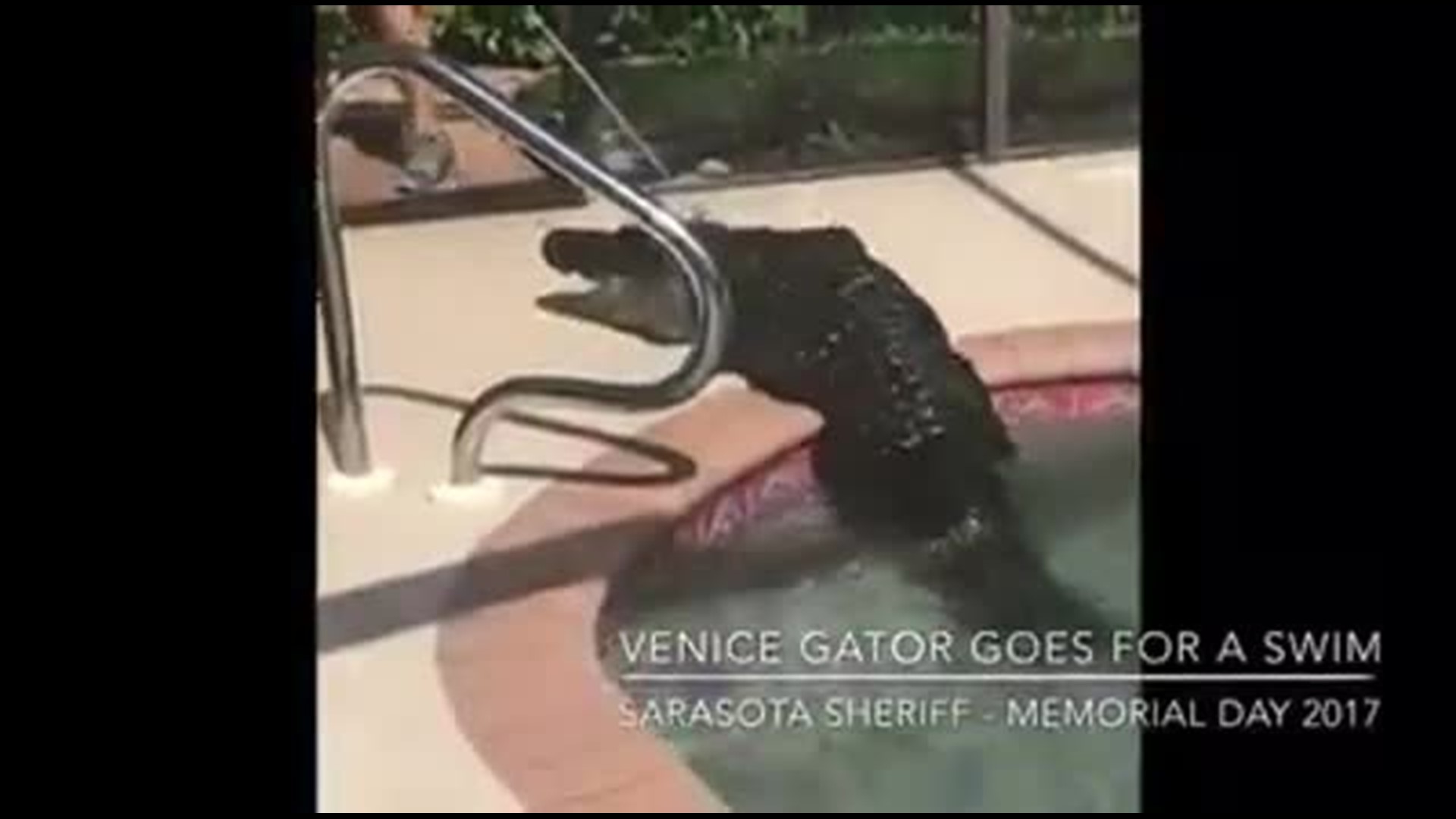 Florida family finds large alligator in swimming pool | wqad.com