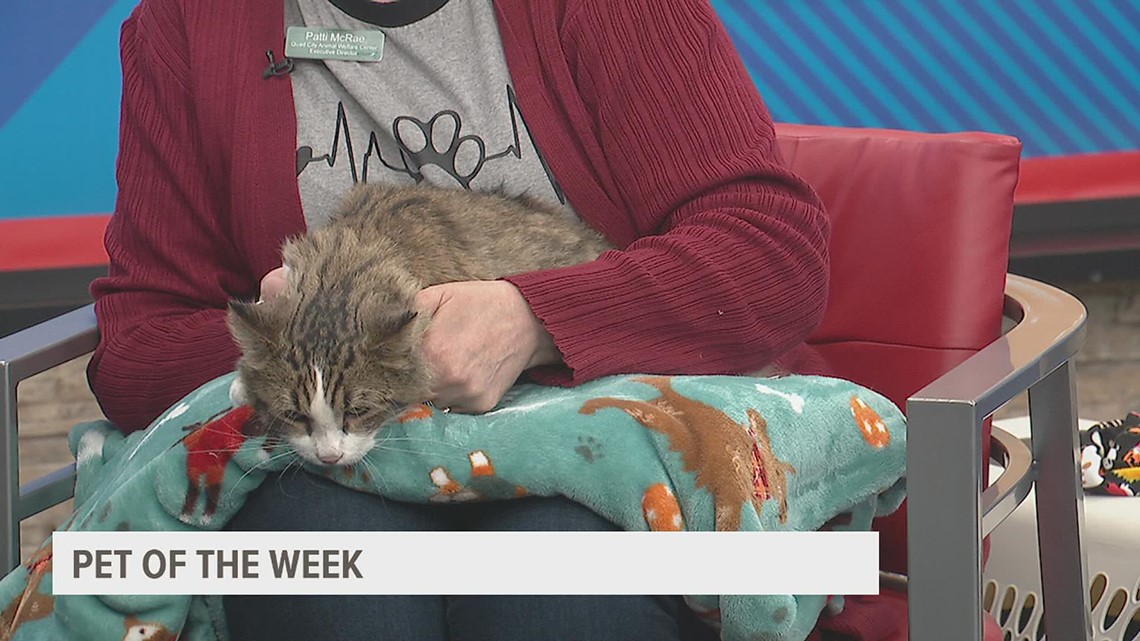 PET OF THE WEEK: Kevin the cat! | wqad.com