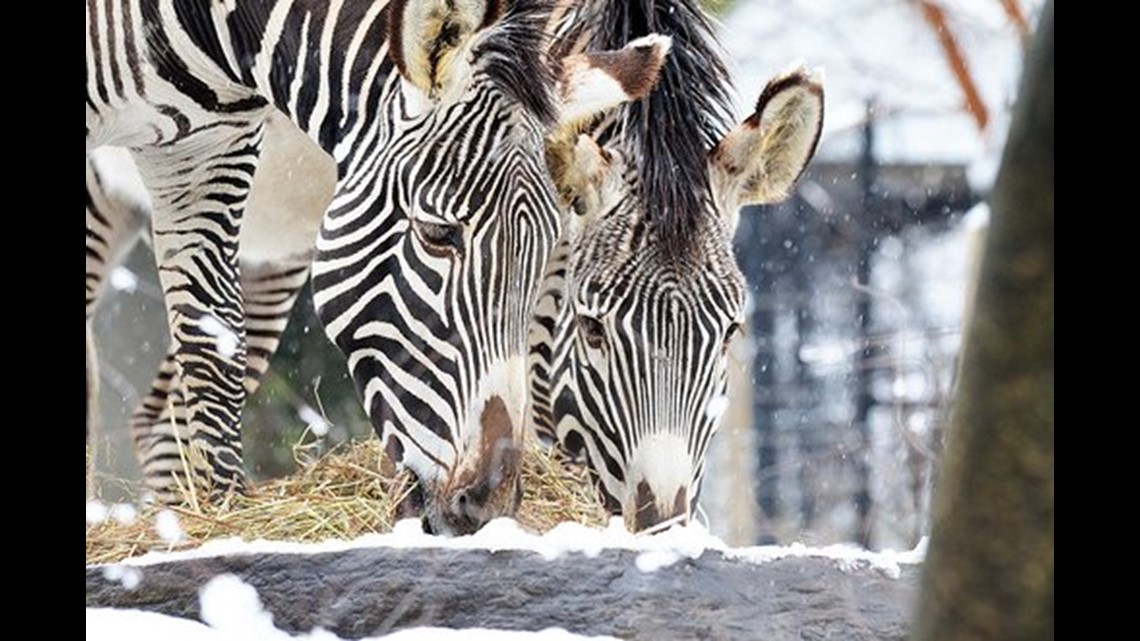 Zebra attacks zookeeper at National Zoo | wqad.com