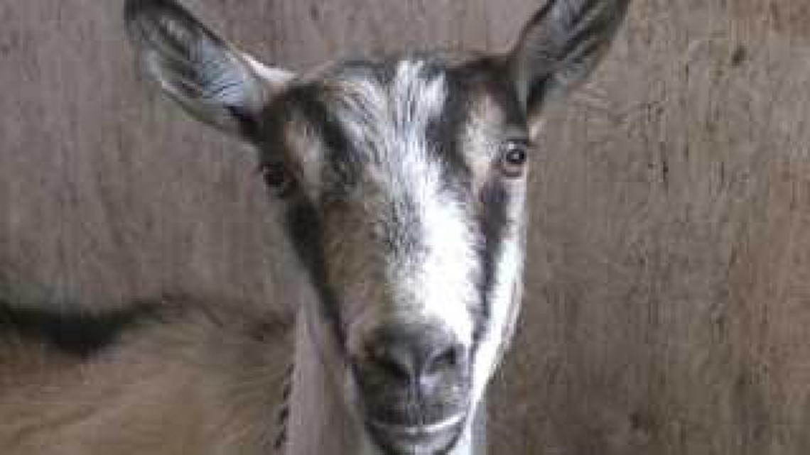 Escaped University of Iowa goat ‘William’ has been euthanized, PETA ...