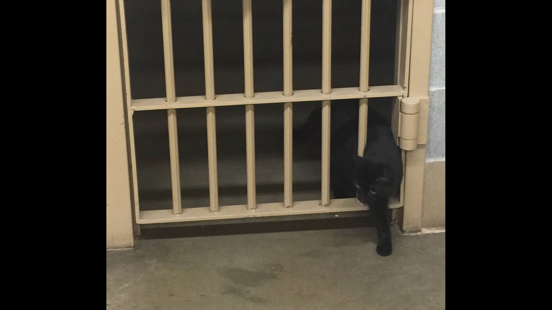 Indiana jail inmates become foster fathers to rescued cats | wqad.com
