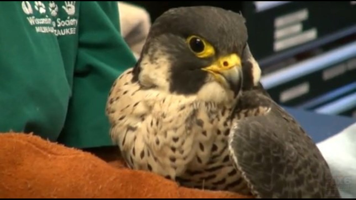 Iowa-born falcon shot in Wisconsin | wqad.com