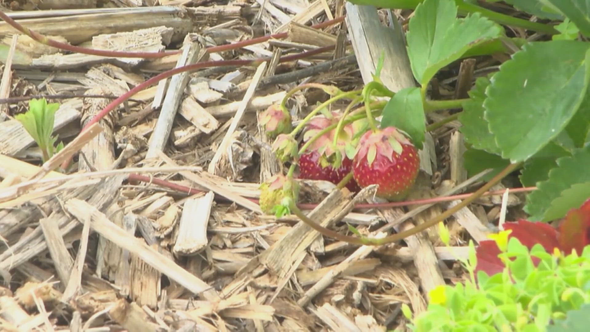 Weather impacting strawberry crops in Iowa | wqad.com