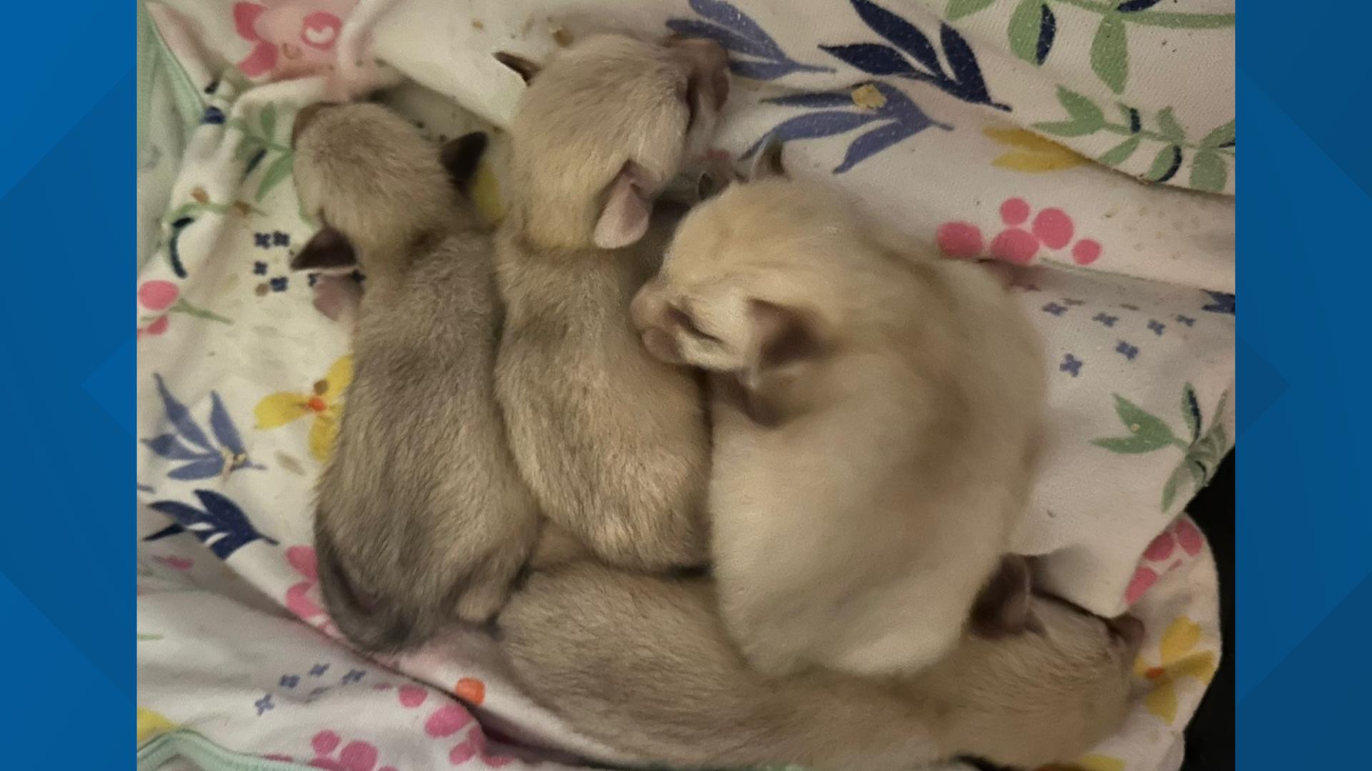 Niabi Zoo's Fennec fox breeding program has a history of success | wqad.com