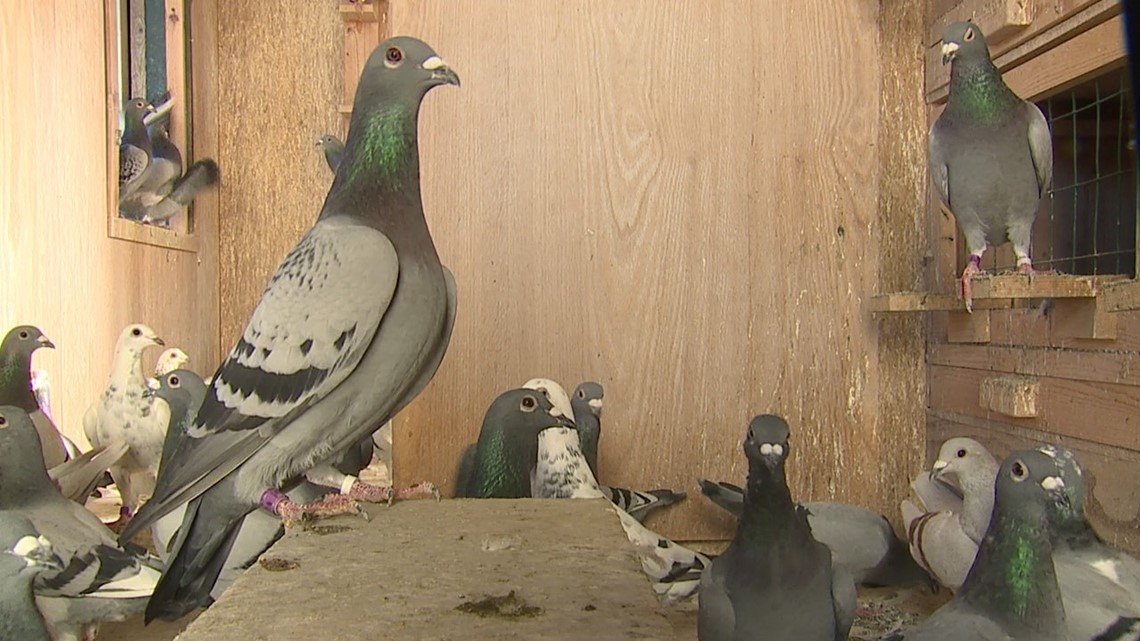 Competitive pigeon racing in the Quad Cities | wqad.com