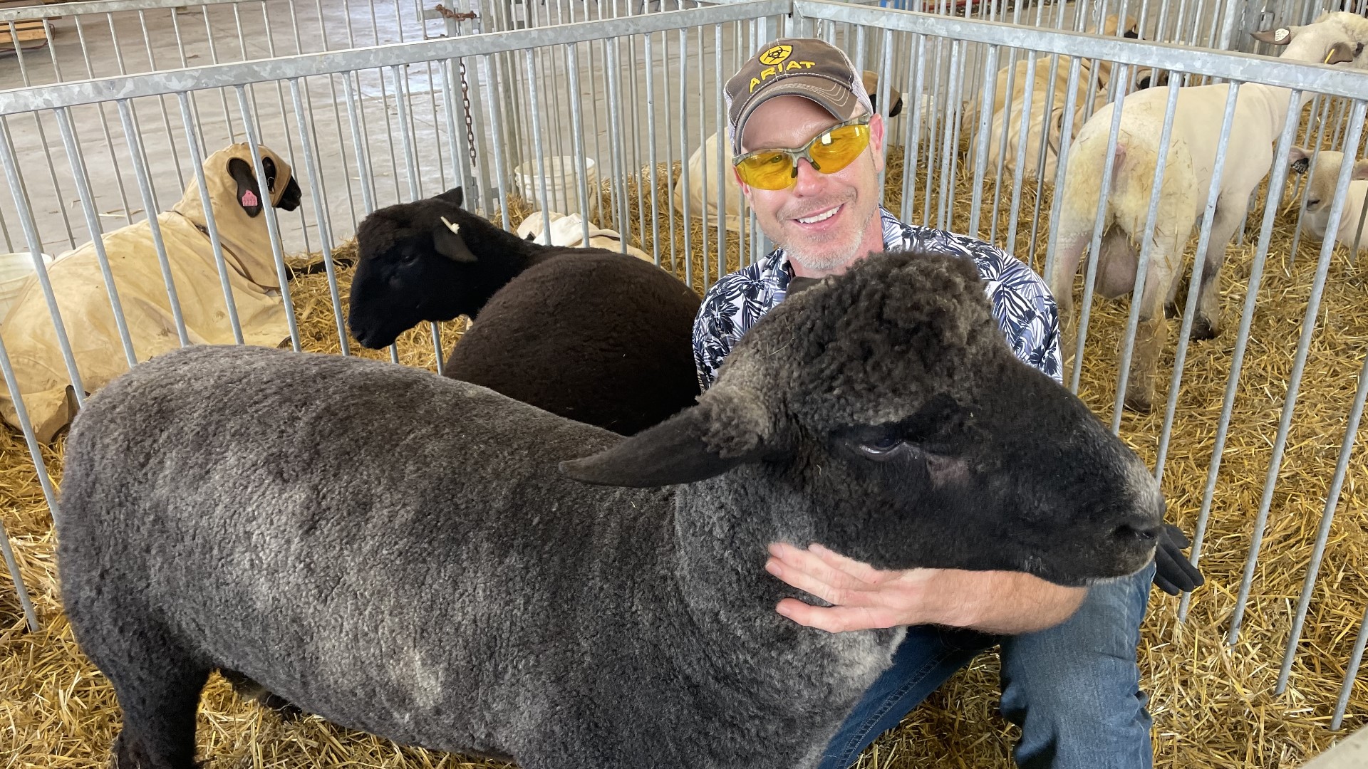 Meet the livestock at the Mississippi Valley Fair | wqad.com