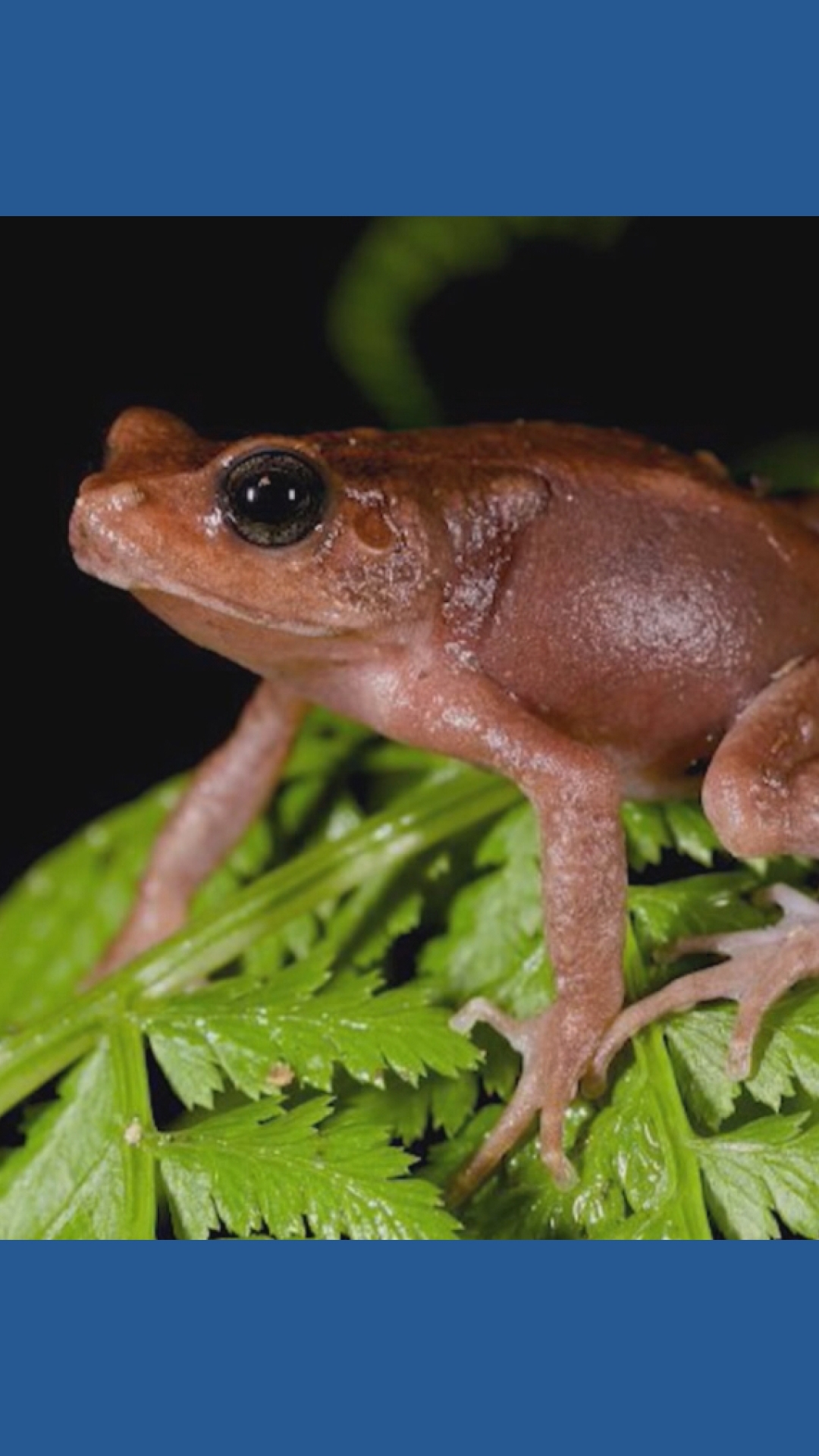 New tree toad species give birth to live young | wqad.com