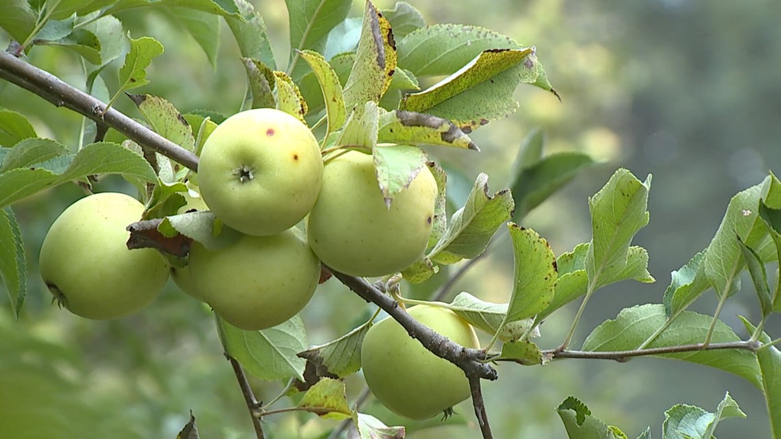 Drought, heat impacting apple orchard | wqad.com