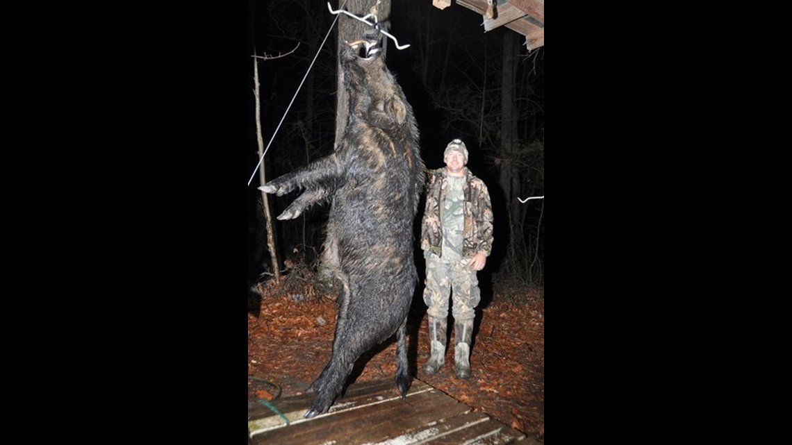Big pig: North Carolina man fells 500-pound boar with one shot | wqad.com
