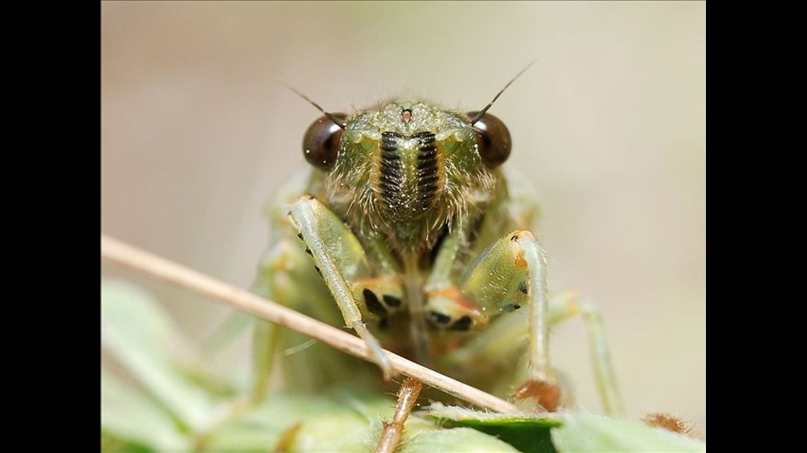 Cicada brood headed to Iowa and Illinois | wqad.com
