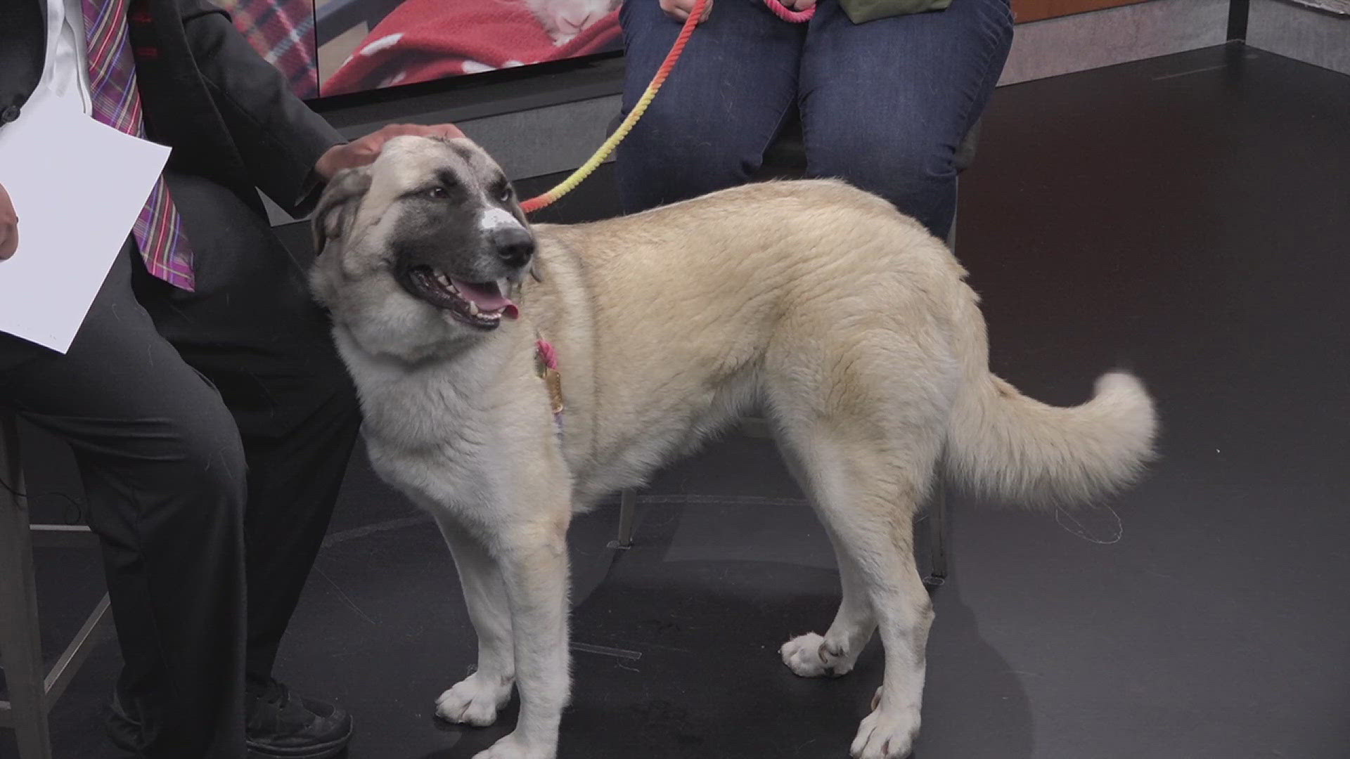 Pet of the Week - Winnie | July 7, 2025 | wqad.com