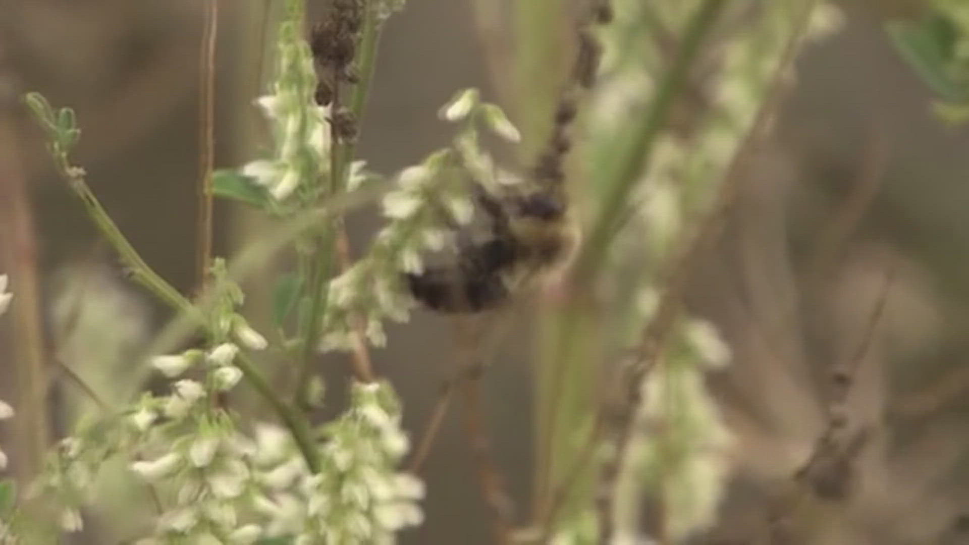 Moline officially named a 'Bee City USA' affiliate | wqad.com