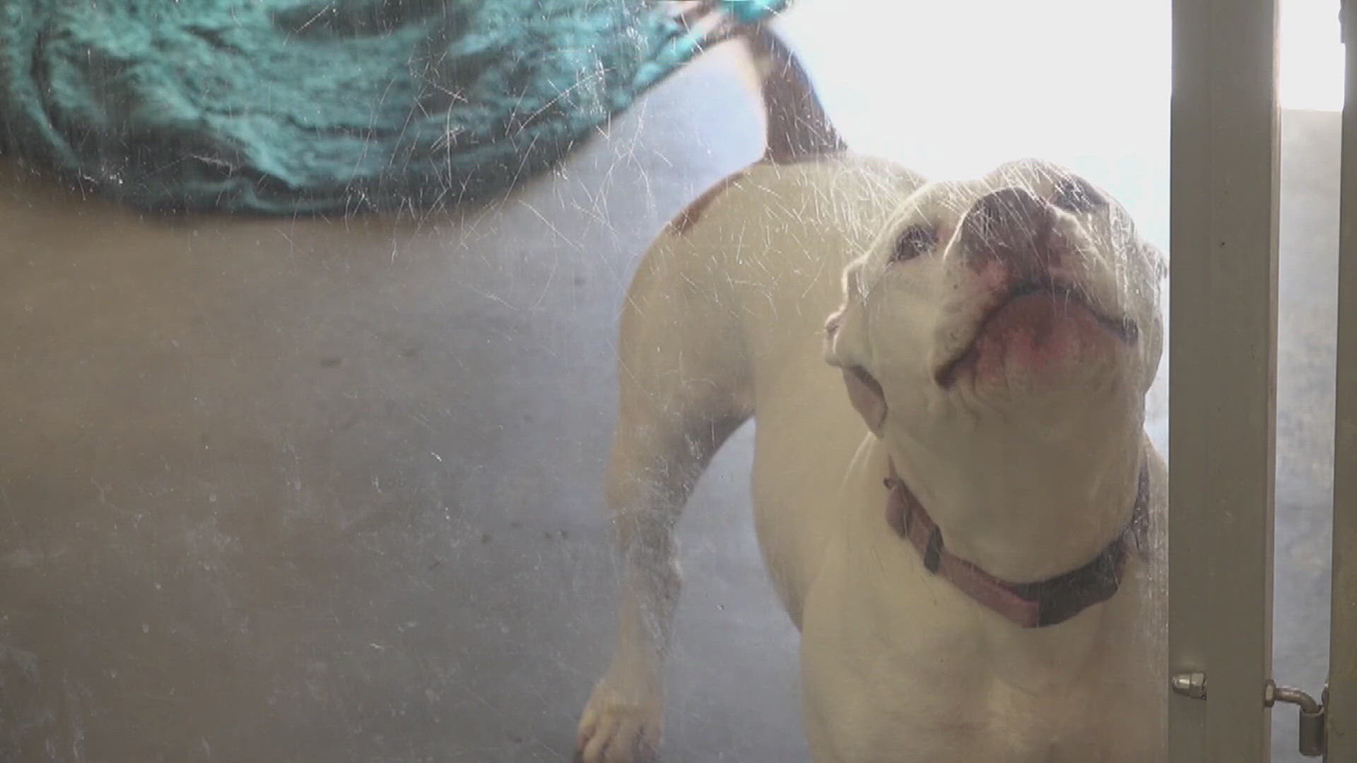 Contract dispute could leave Clinton strays without shelter | wqad.com