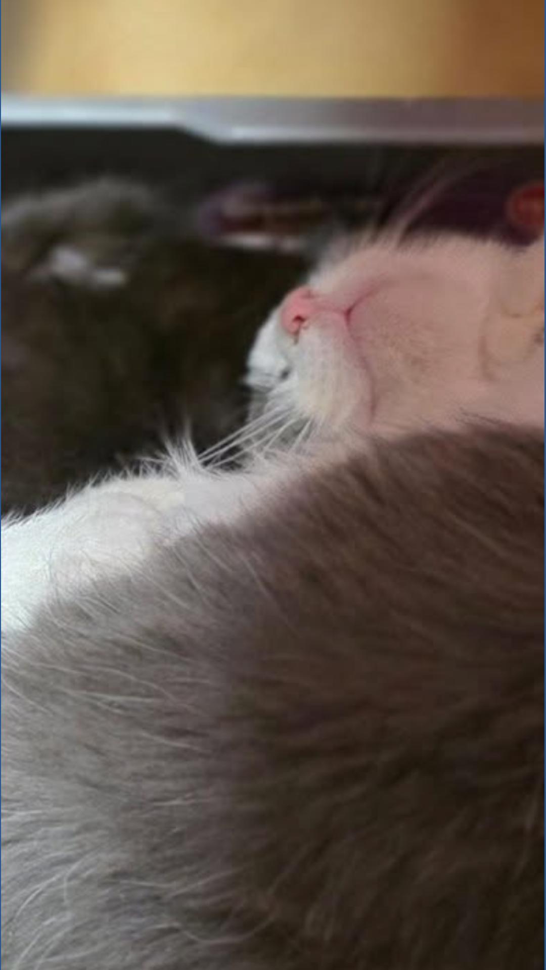 Humane Society of Scott County takes in 70 cats from a single call ...