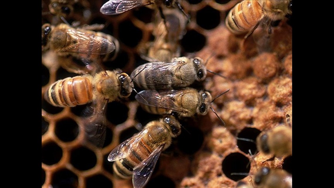 Honey dripping down the walls reveals bee infestation at hospital ...