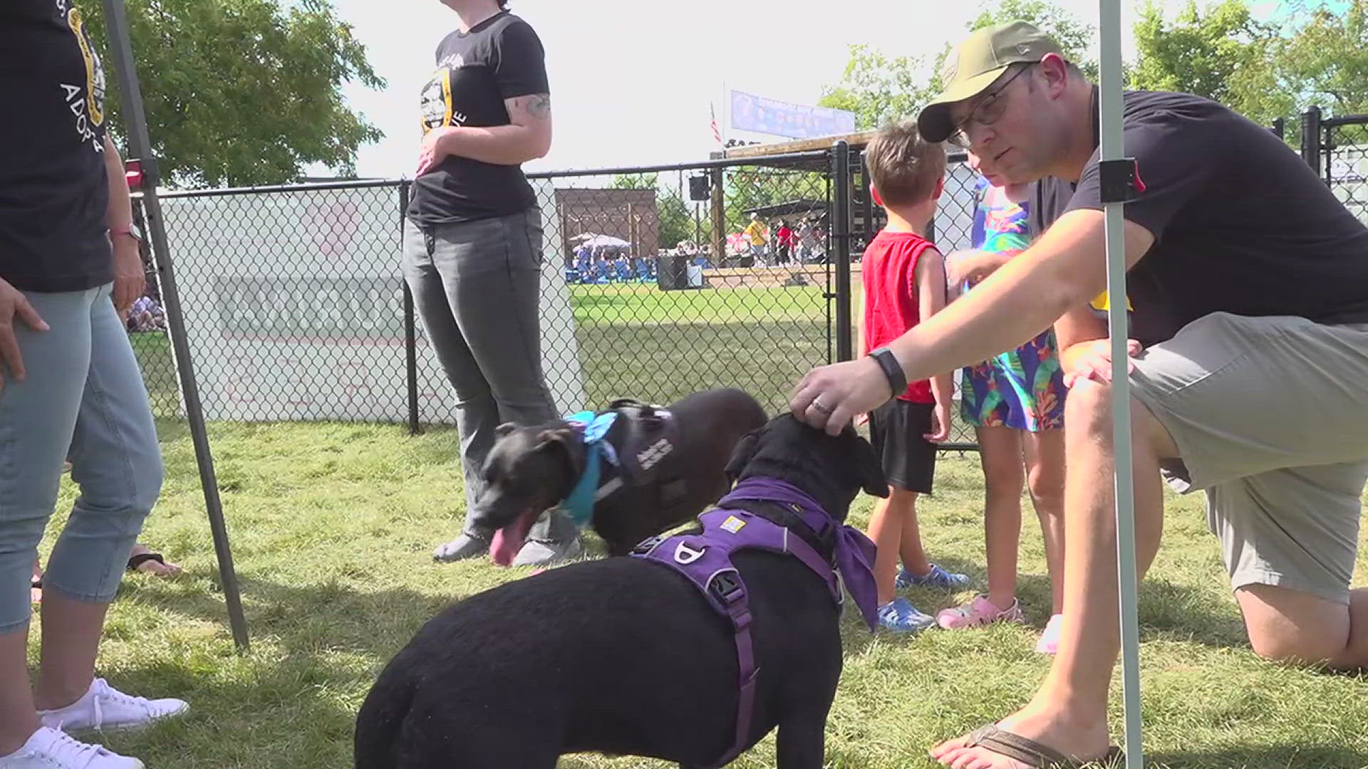 Rescue Rocks Festival raises funds for King’s Harvest Pet Shelter | wqad.com