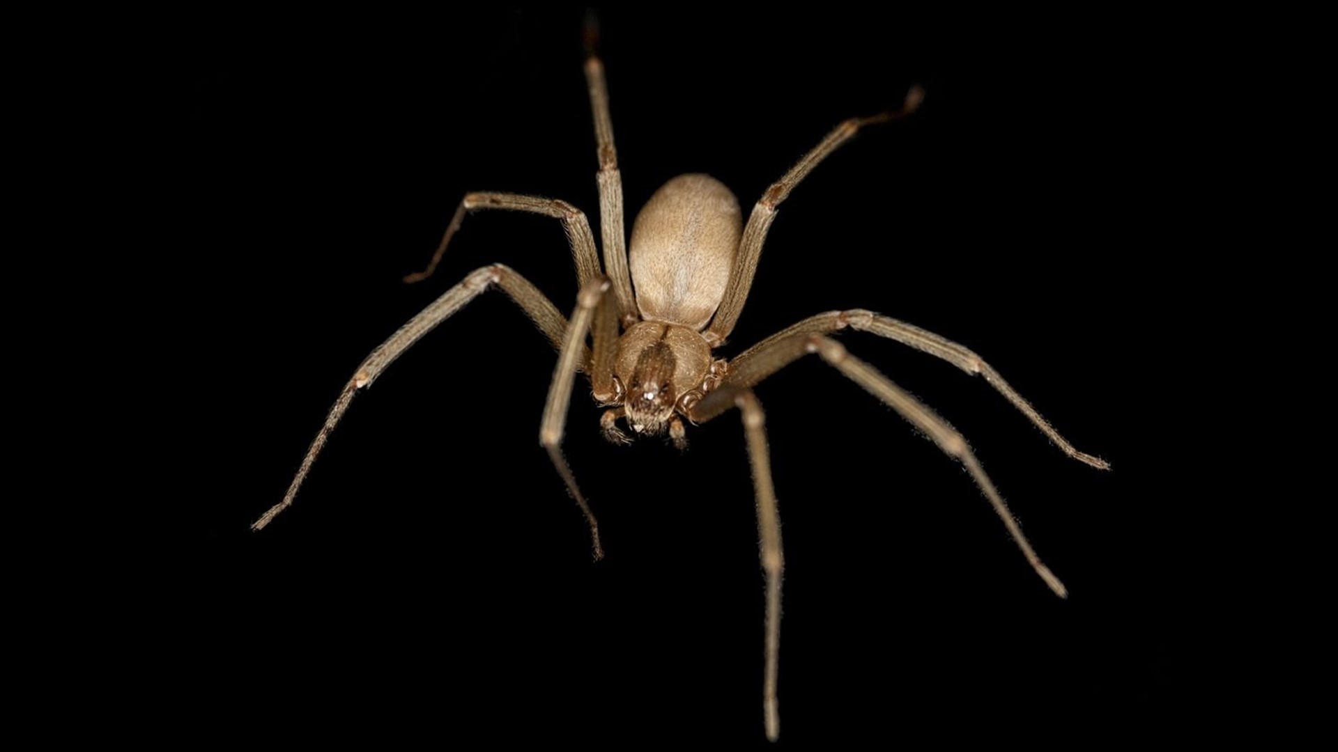 A hot summer in the Midwest means more brown recluse spiders | wqad.com